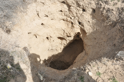 Tall-e Malyan - Ancient Anshan - Vici.org